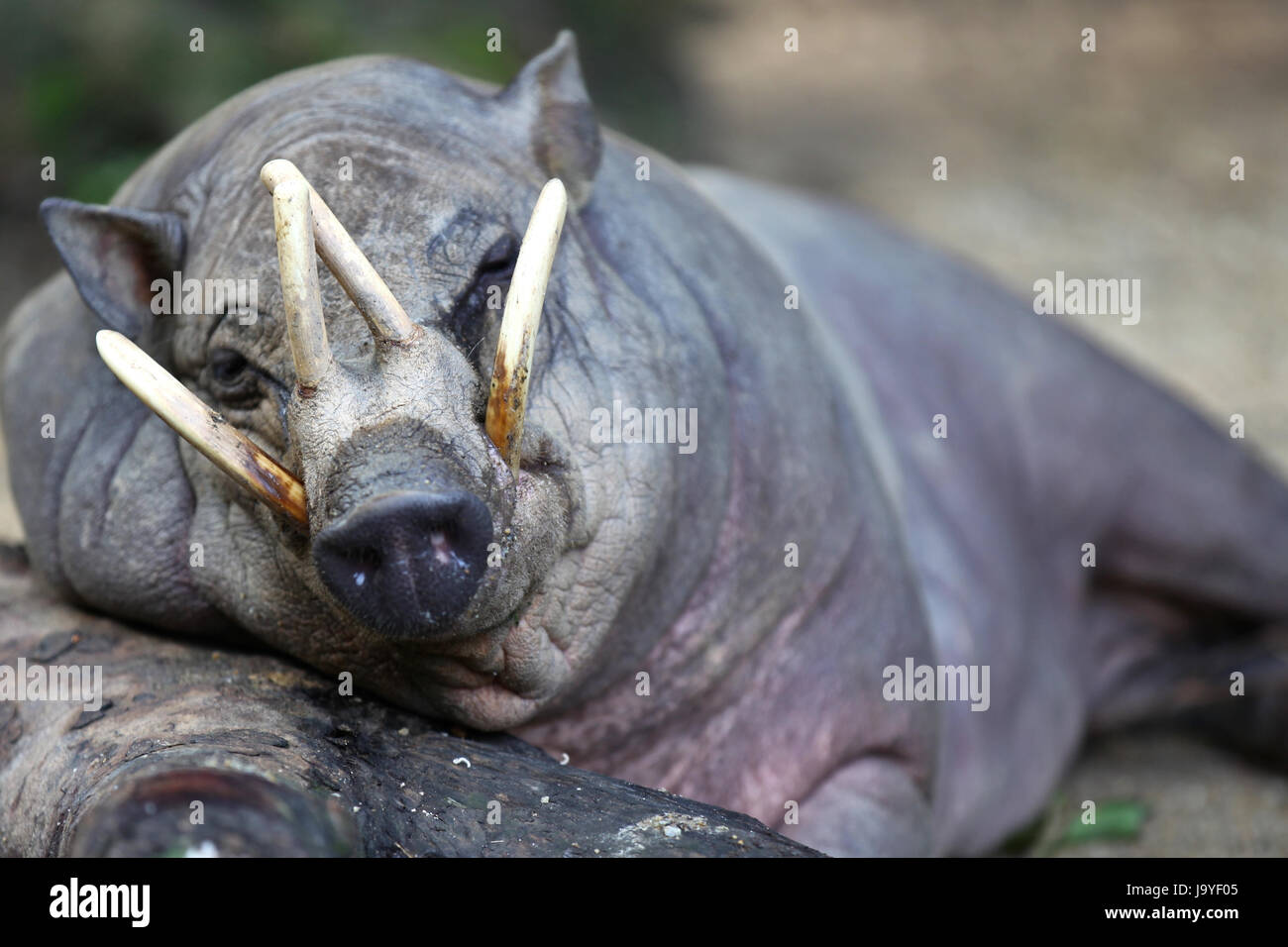 Unusual wild boar, Singapore, south east Asia Stock Photo - Alamy