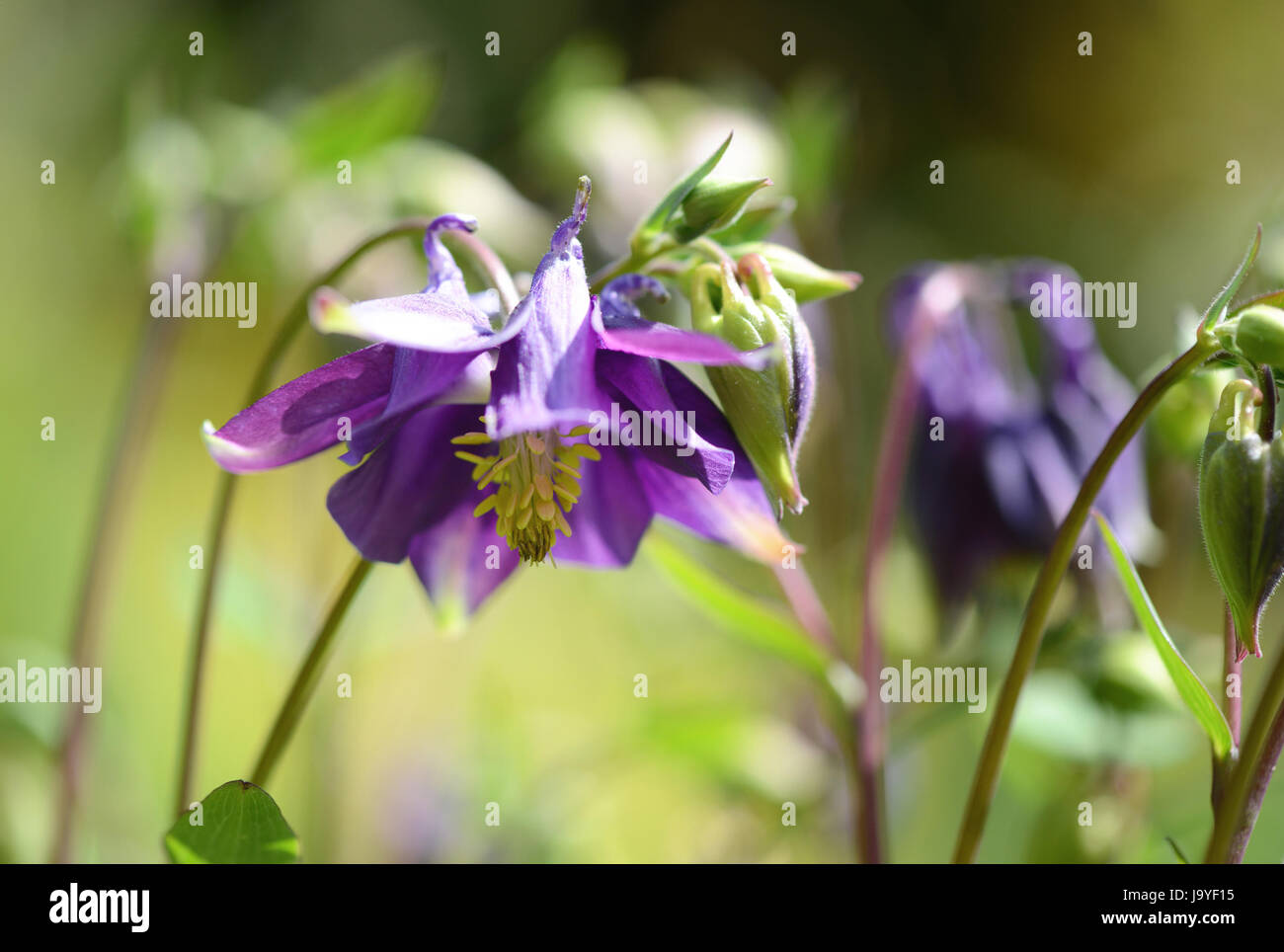 Hummingbird columbine flower hi-res stock photography and images - Alamy