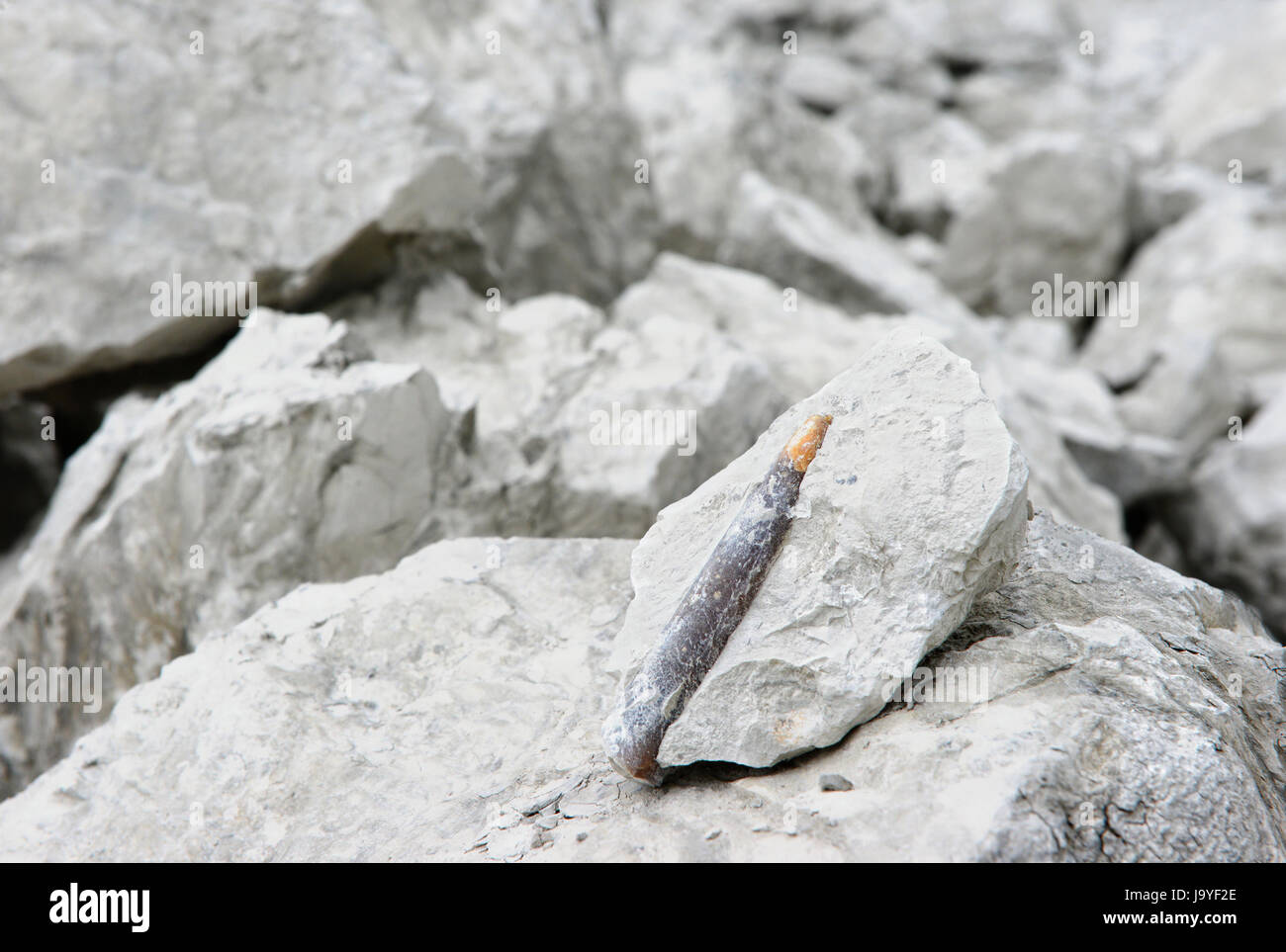 fossilized belemnite in chalk rock Stock Photo - Alamy