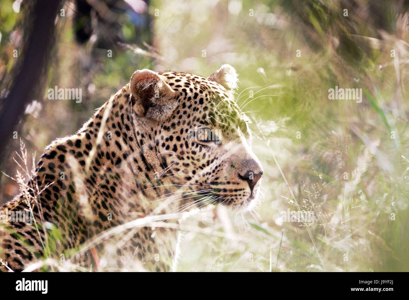 wildlife, south africa, predator, safari, cat, big cat, feline predator ...