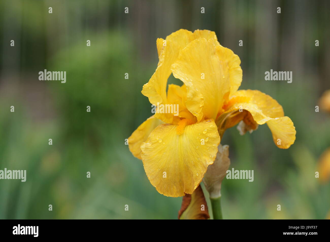 Lord warden hi-res stock photography and images - Alamy