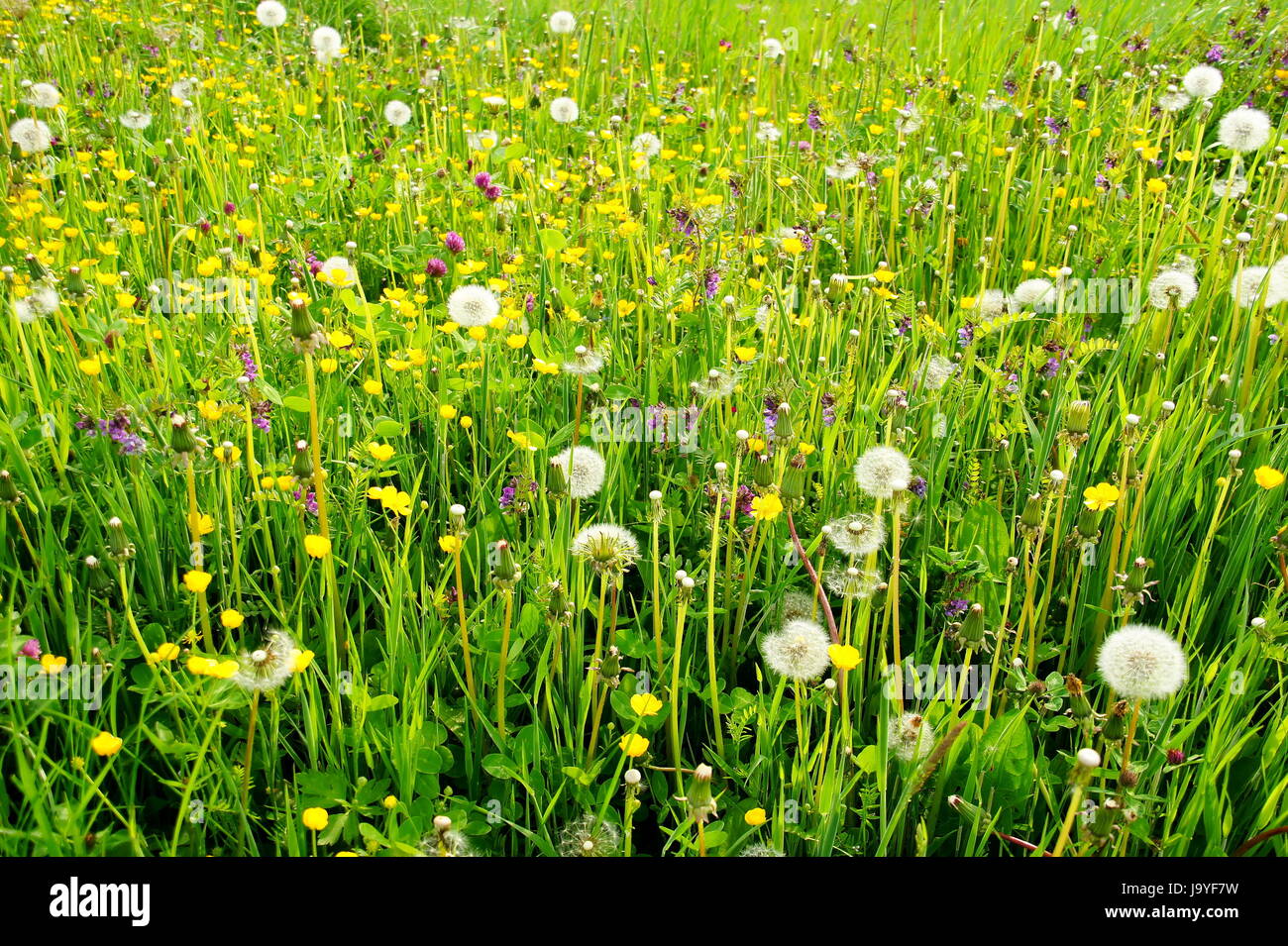 flower, plant, green, coloured, colourful, gorgeous, multifarious ...