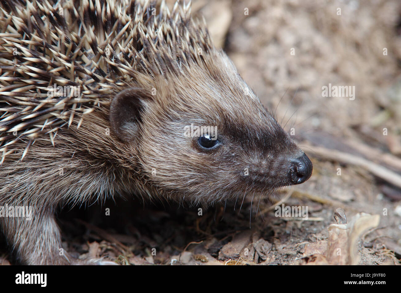 prickle, prickly, hedgehog, young animal, young, younger, environment ...