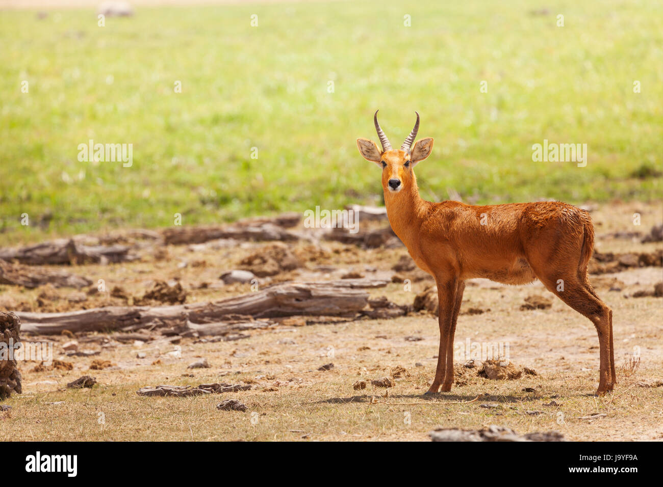 Beautiful oribi standing in grassland of savanna Stock Photo - Alamy