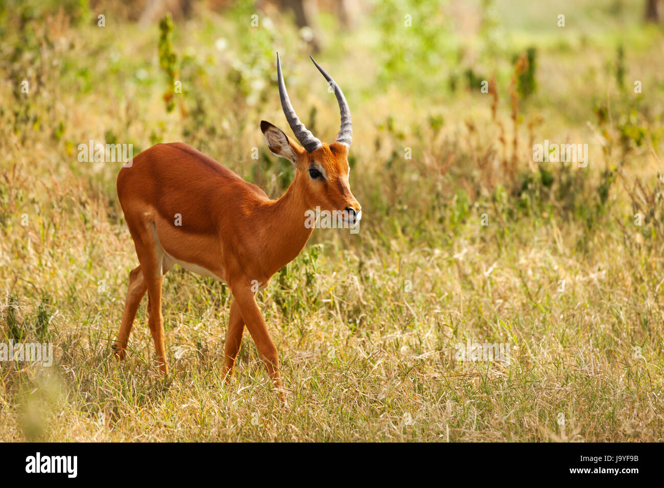 Portrait of fawn impala walking in dry grass Stock Photo - Alamy