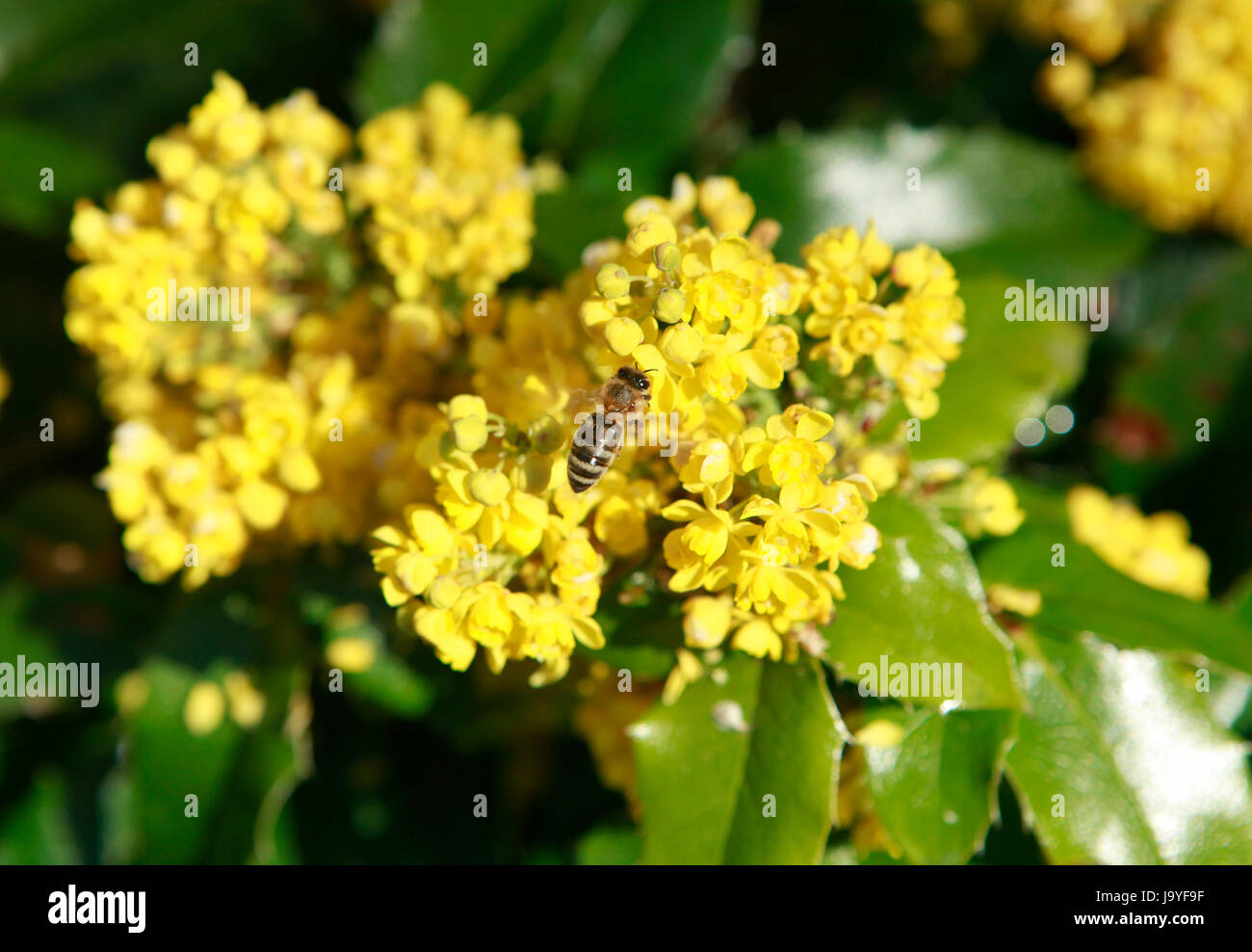 nectar, yellow, plant, insect, bee, garden, plant, flower, flowers ...
