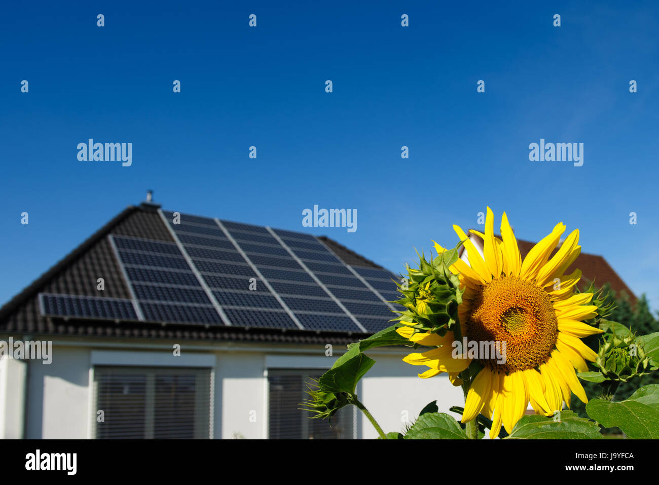 house, building, flower, sunflower, plant, solar, regenerative, solar ...