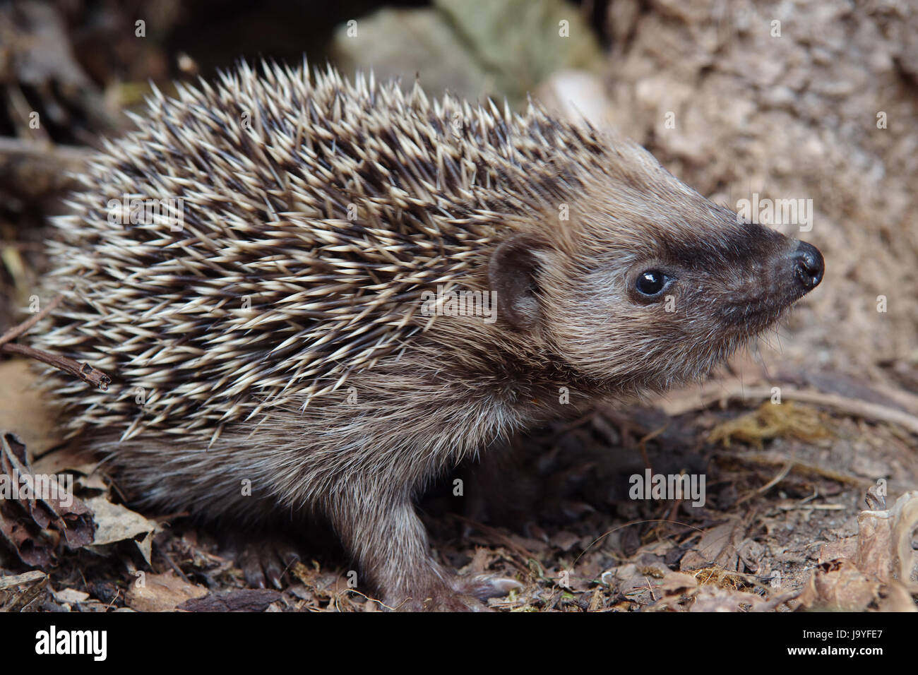 prickle, prickly, hedgehog, young animal, young, younger, environment ...