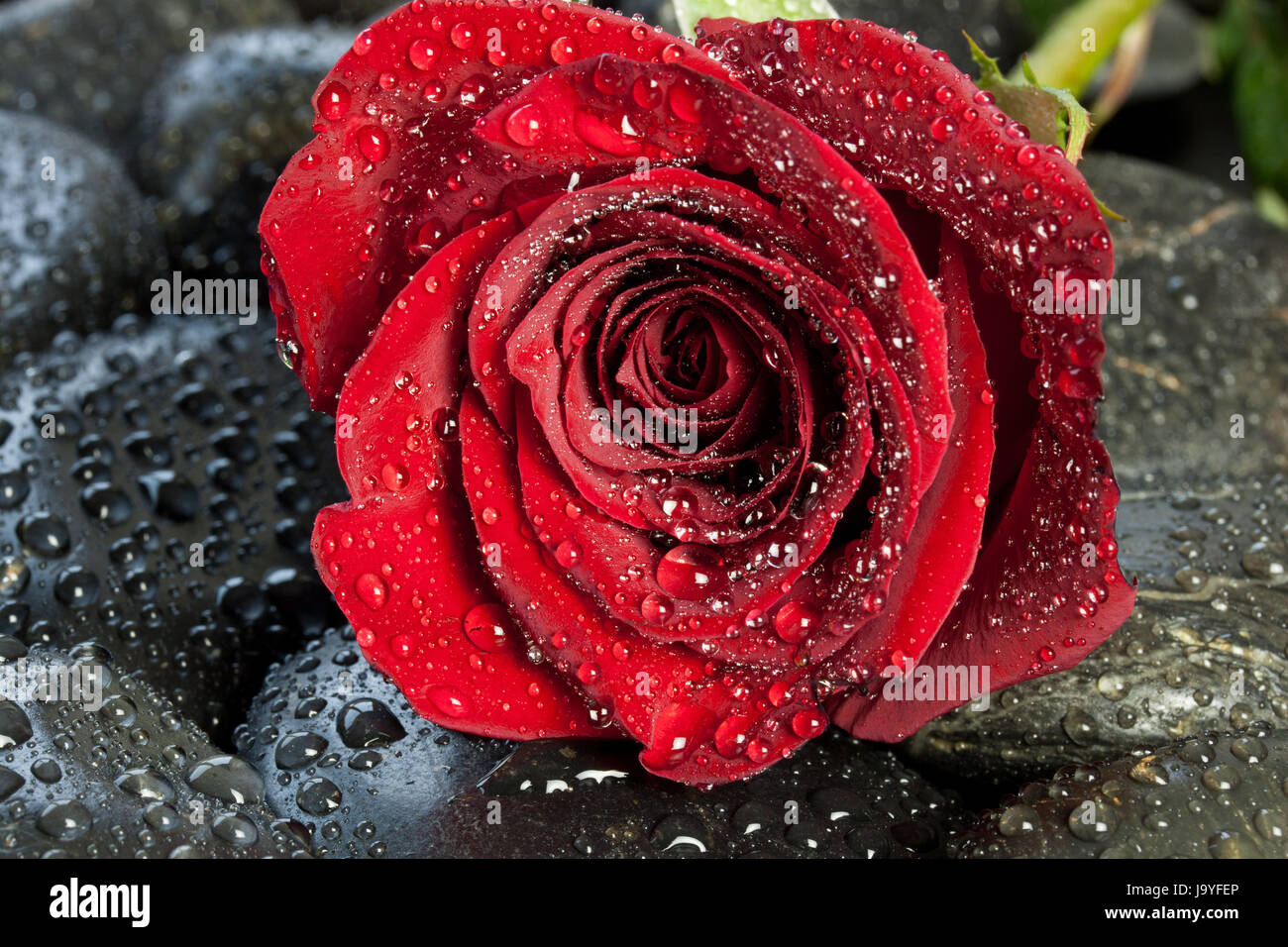 flower, rose, plant, romanticism, mother day, valentines day, rose ...