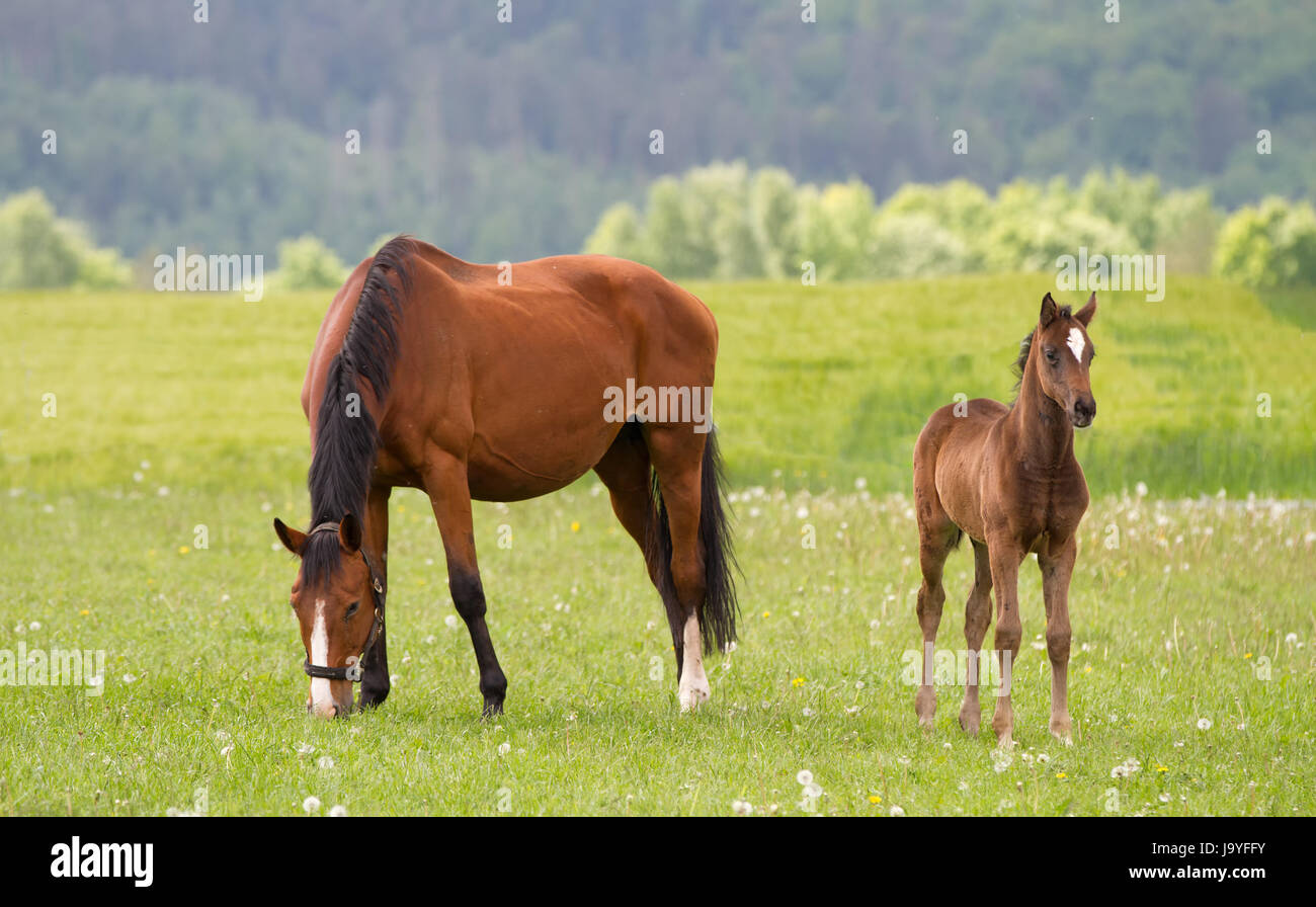 Somewhat shaky hi-res stock photography and images - Alamy
