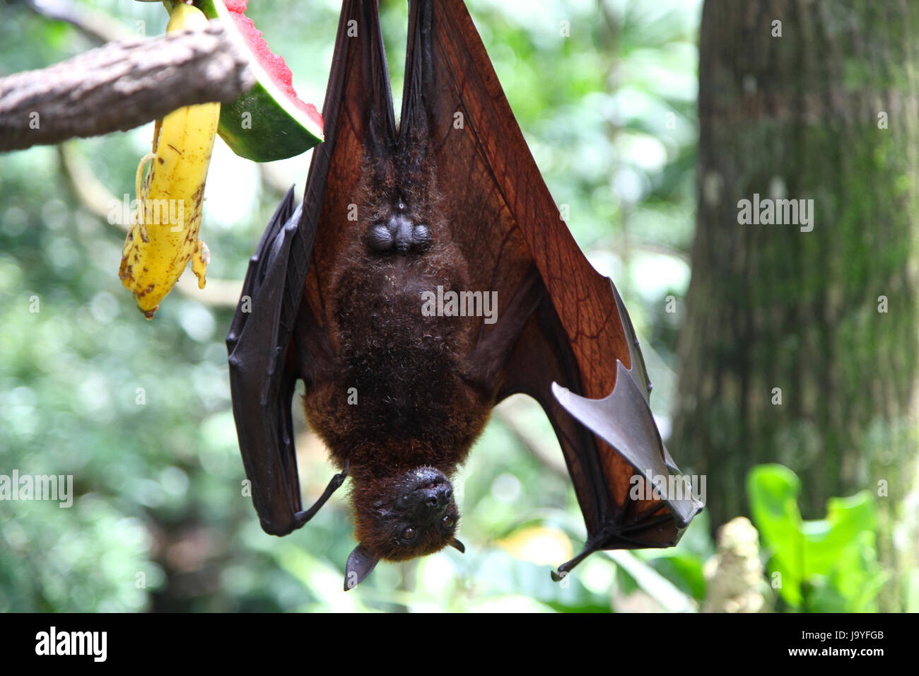 Bat is hanging on a tree branch, Singapore, southeast asia Stock Photo ...