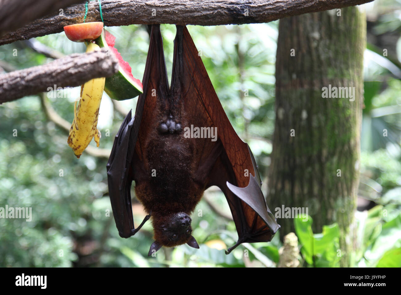 Bat is hanging on a tree branch, Singapore, southeast asia Stock Photo ...