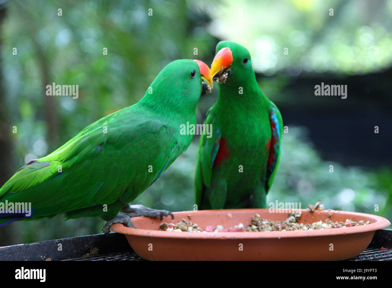 Bright green parrots, Singapore, Southeast Asia Stock Photo - Alamy
