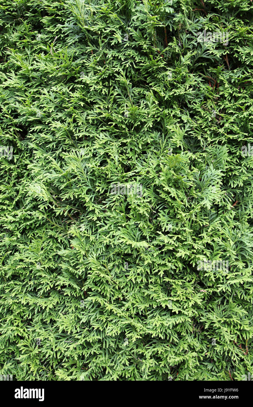 plant, hedge, hedges, backgrounds, conifer, conifers, backdrop ...