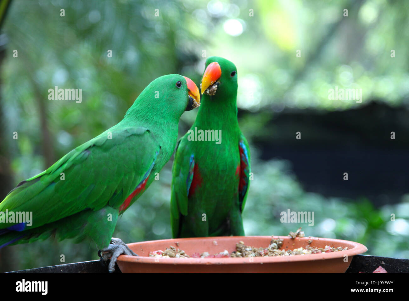 Bright green parrots, Singapore, Southeast Asia Stock Photo - Alamy