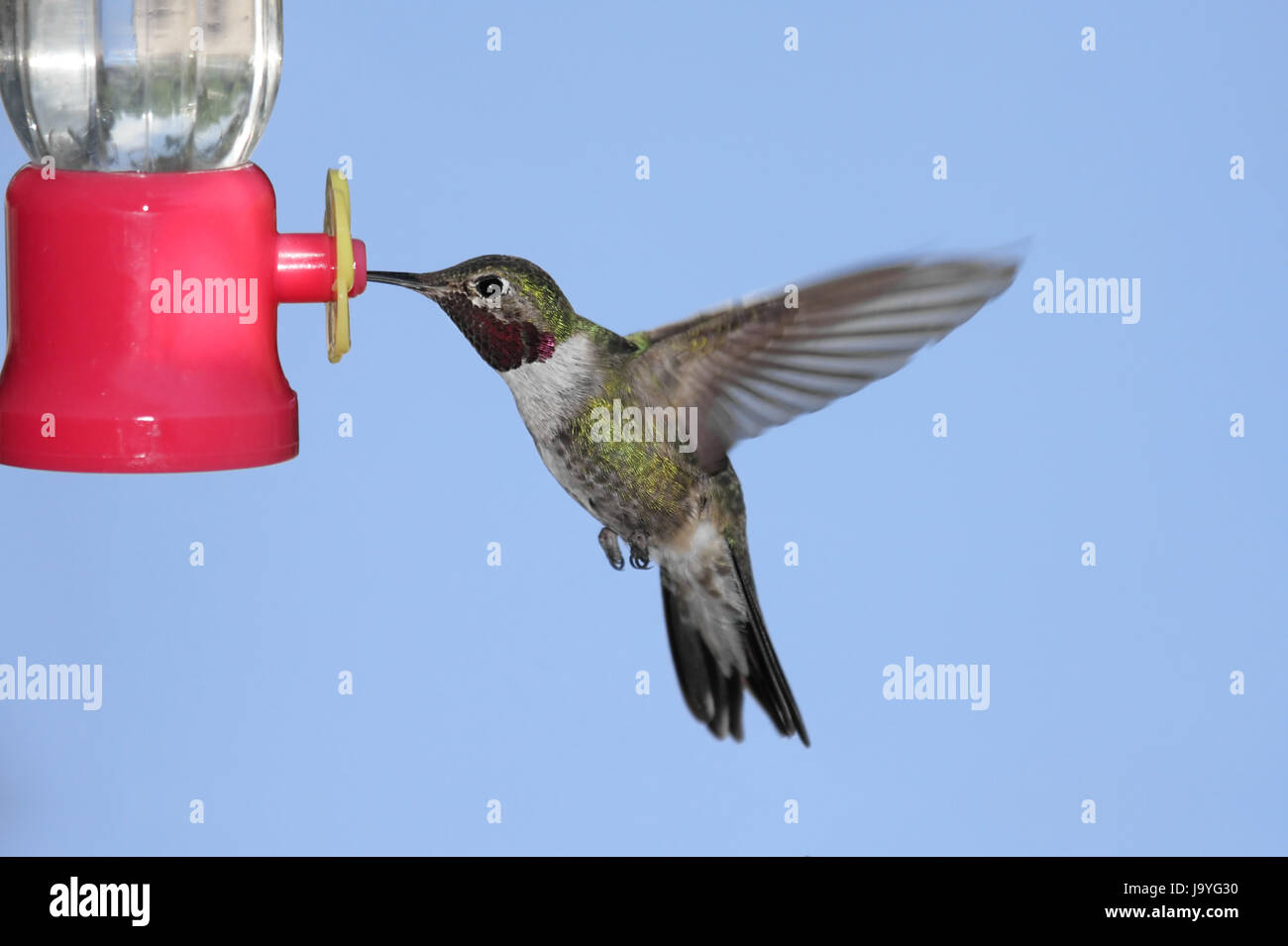 Male Broad-tailed Hummingbird (Selasphorus platycercus) in flight with ...