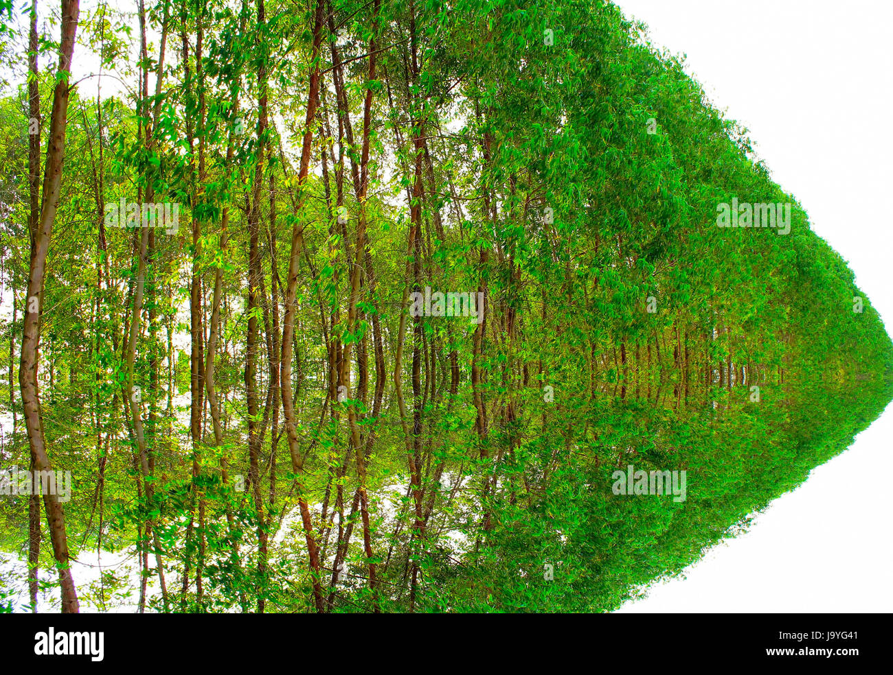 walk, go, going, walking, leaf, environment, enviroment, tree, wood ...