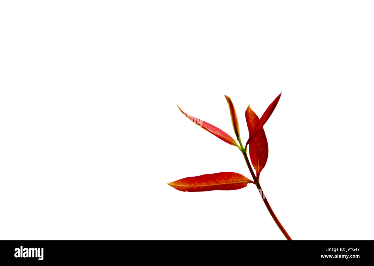 leaf, environment, enviroment, garden, space, field, flora, botany ...