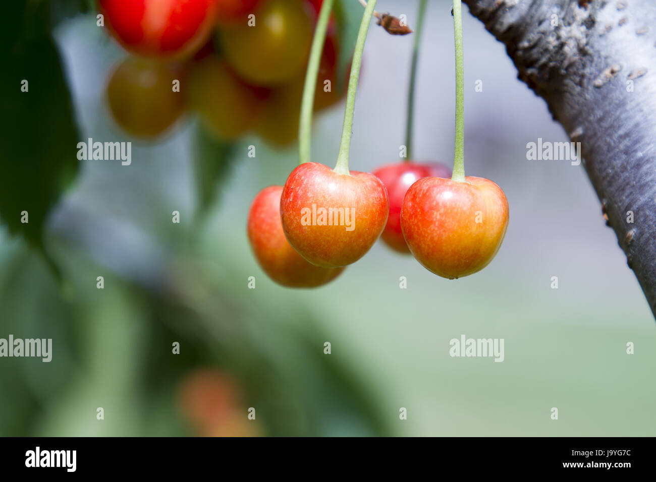 Ripe cherry on a tree Stock Photo - Alamy