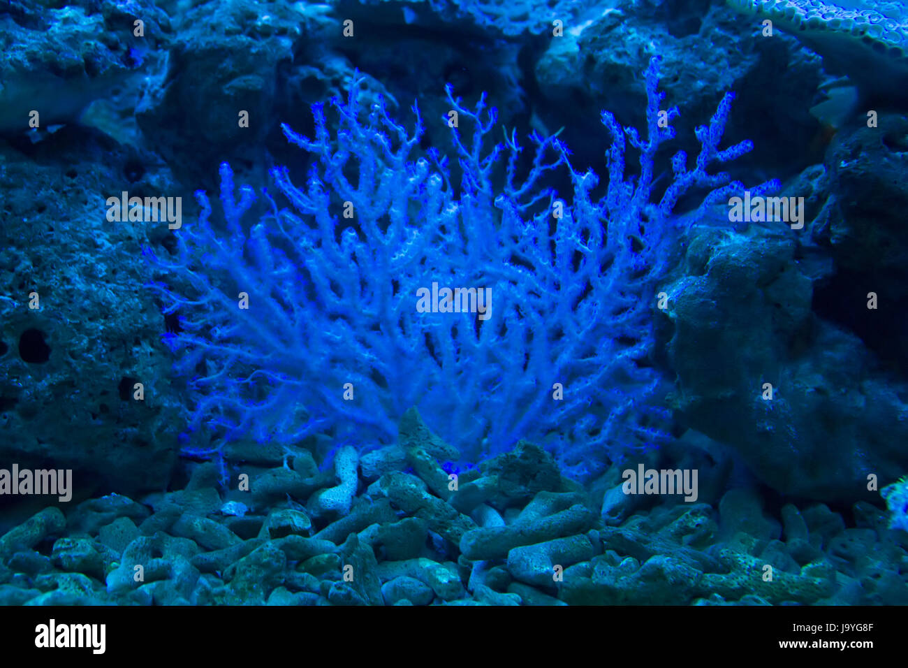 coral and ocean Stock Photo - Alamy