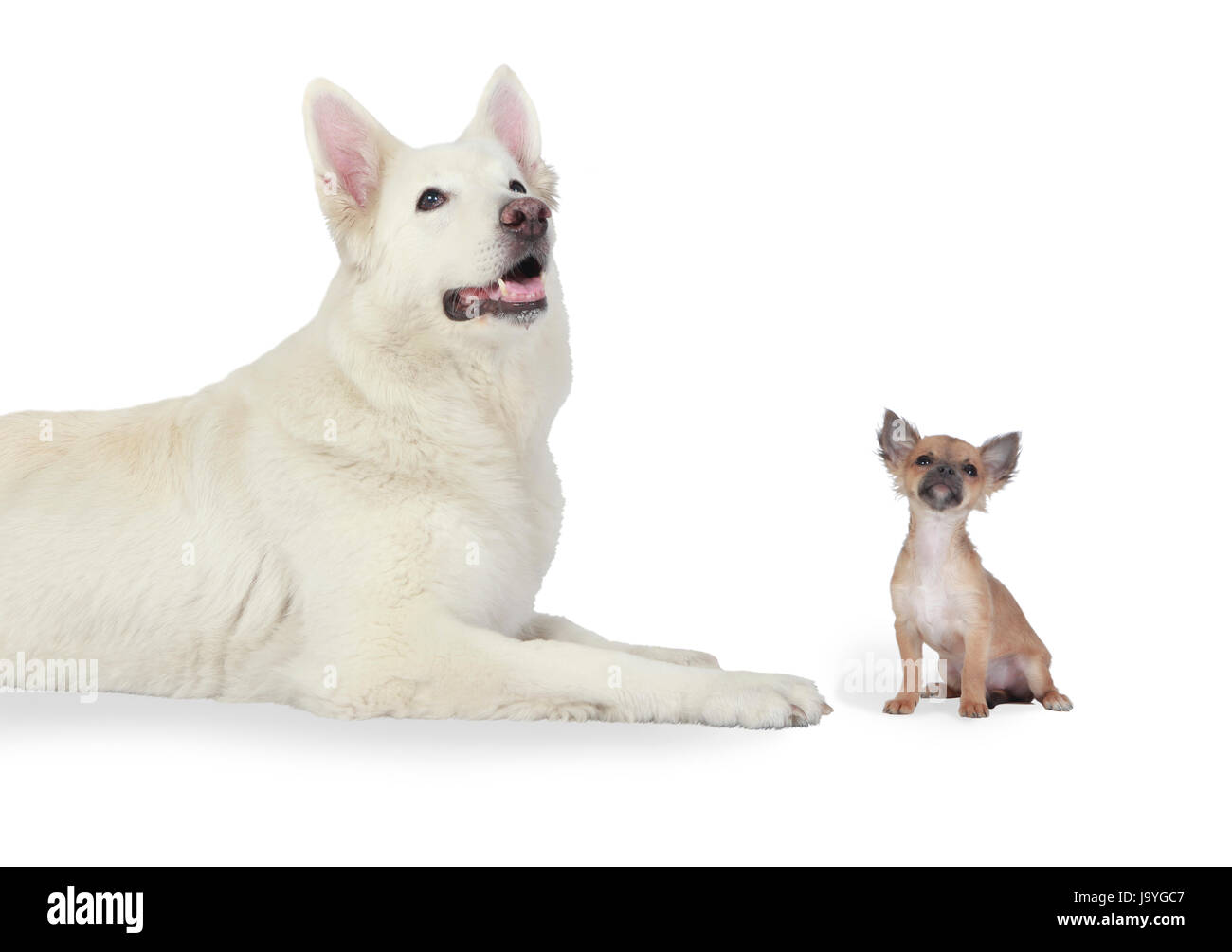 dogs look up Stock Photo - Alamy