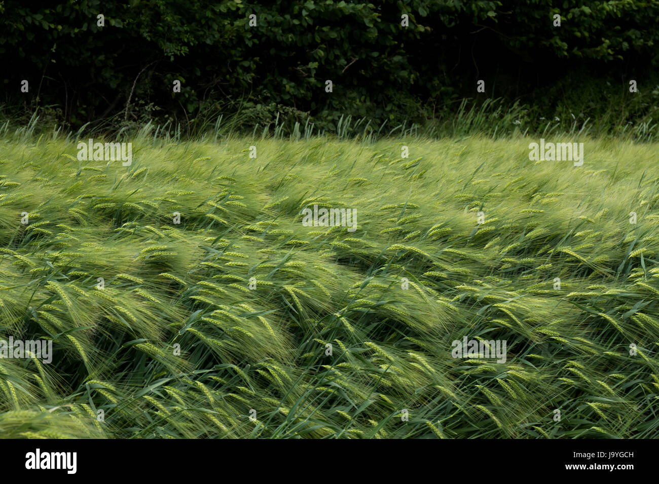 bread, field, grain, corn field, flour, barley, barley field, beard ...