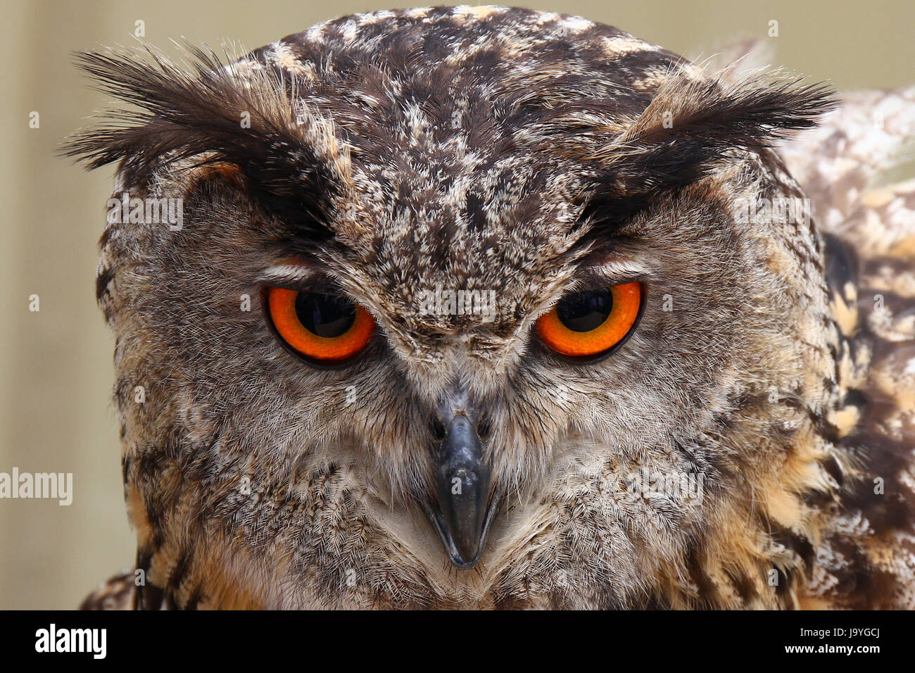 uhu - 2013-06-01 - 01 Stock Photo - Alamy