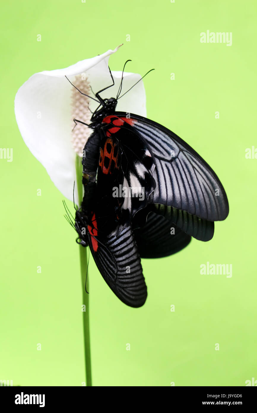 insects, butterfly, flower, flowers, plant, material, drug, anaesthetic ...