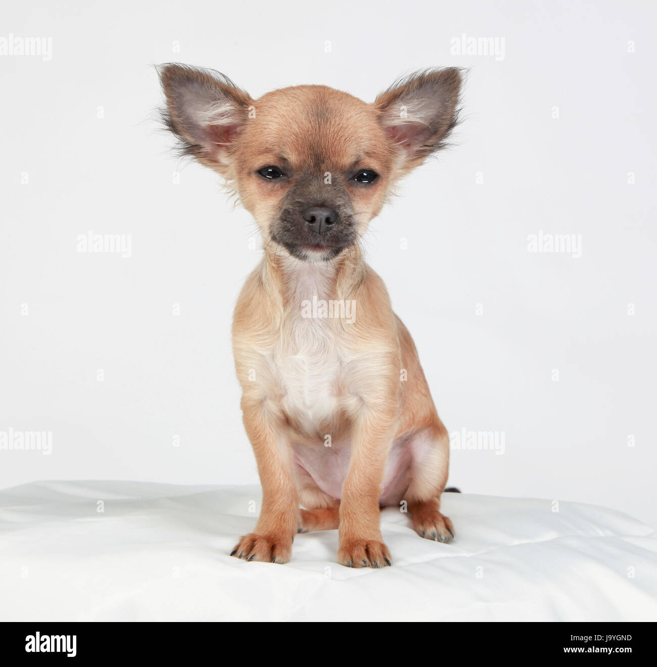 dog, sits, puppy, race, looks, young, younger, closeup, pet, brown ...