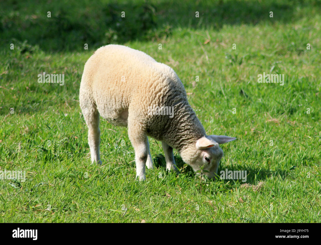 profile, animal, agriculture, farming, field, sheep, spring, bouncing ...