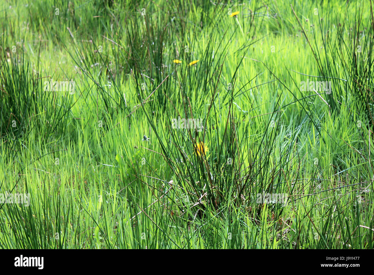 flora, near, long, blades, high, scenic, textured, rural, meadow, tall ...