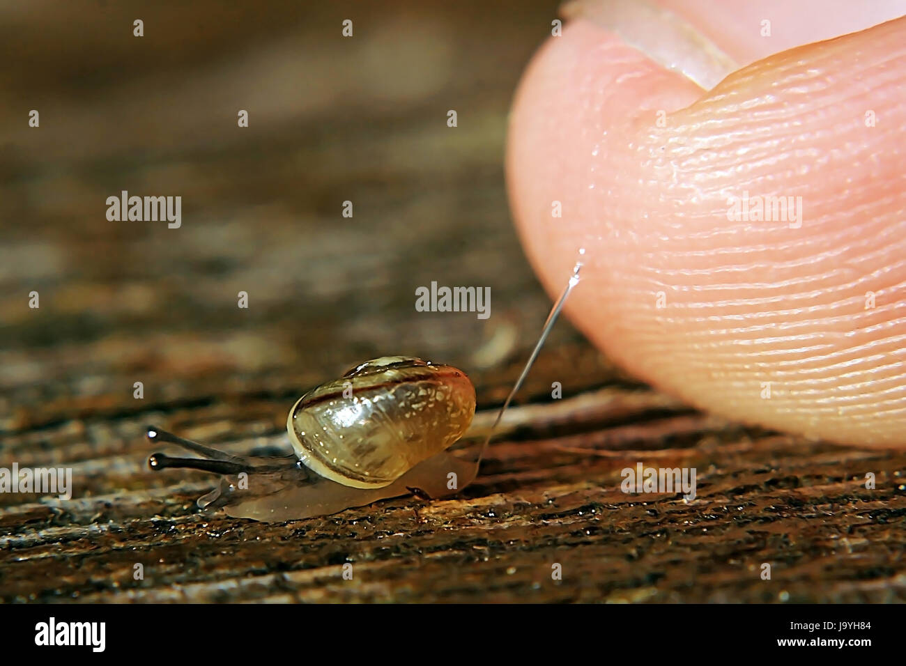 big finger - little snail Stock Photo - Alamy
