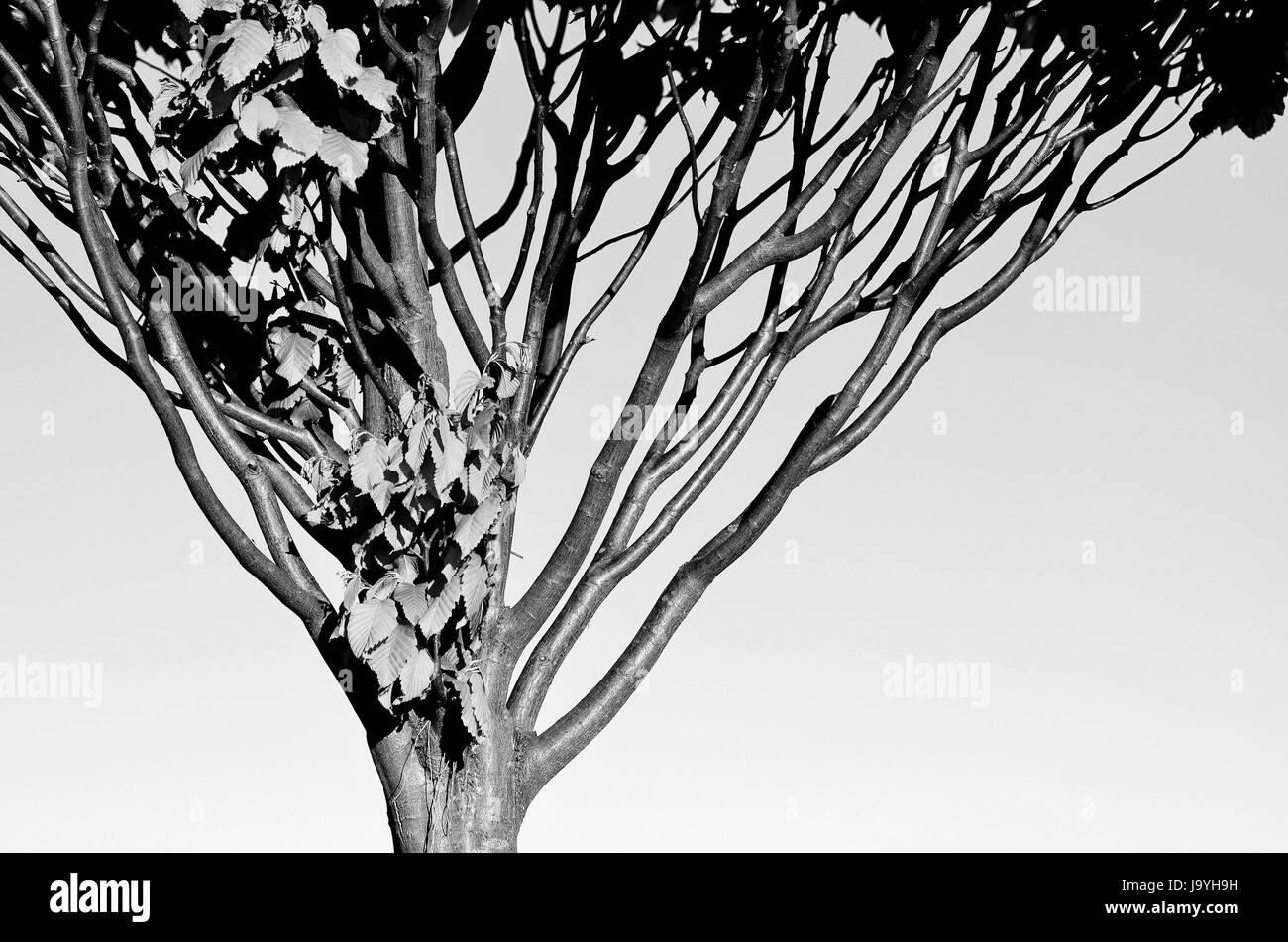 ramification of a deciduous tree Stock Photo - Alamy