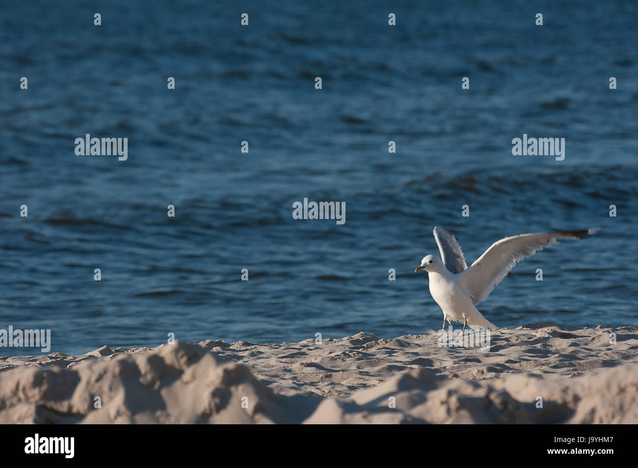seagull on the beach Stock Photo - Alamy