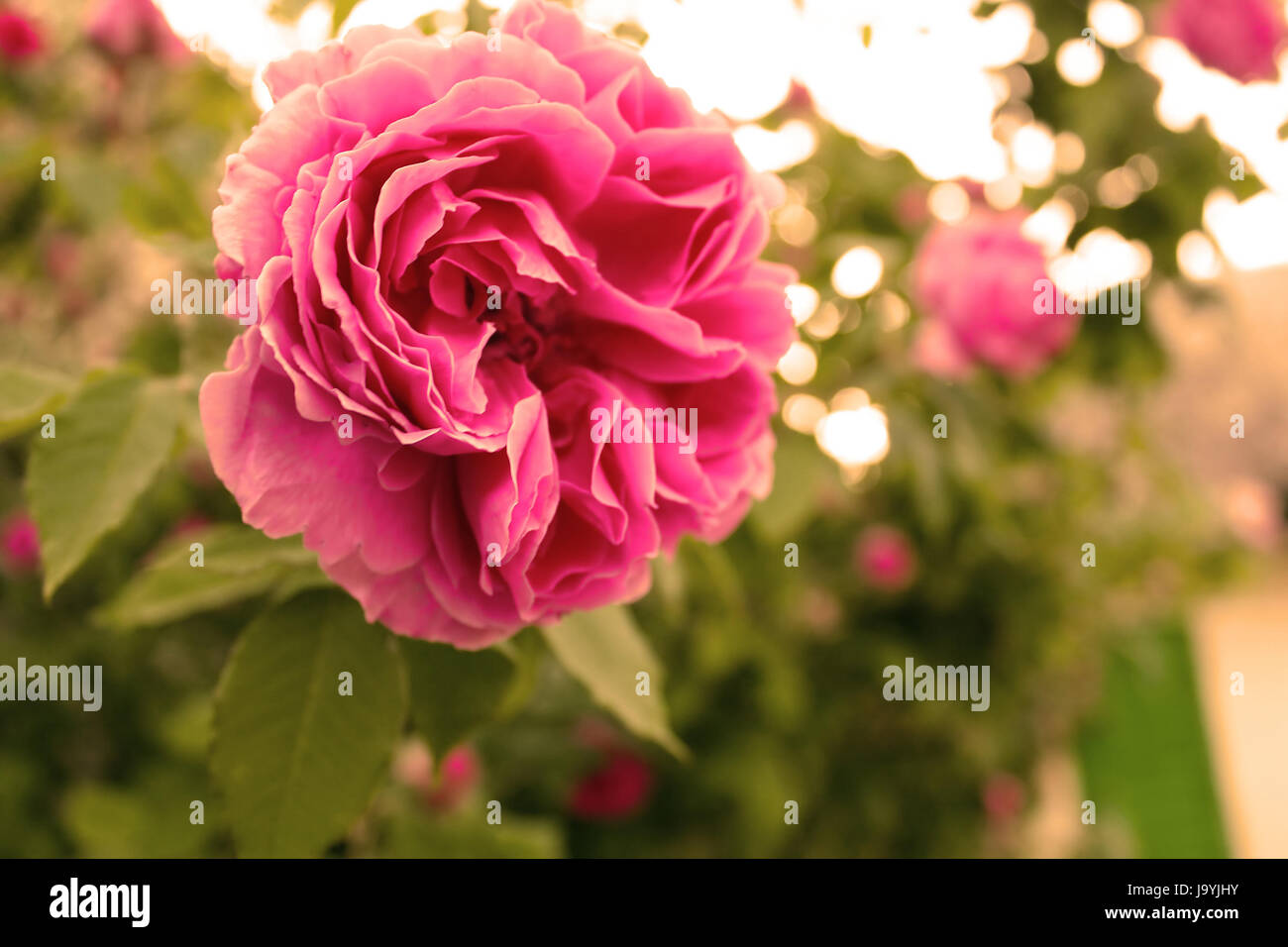 Pink rose in the sunlights. Vintage style Stock Photo - Alamy