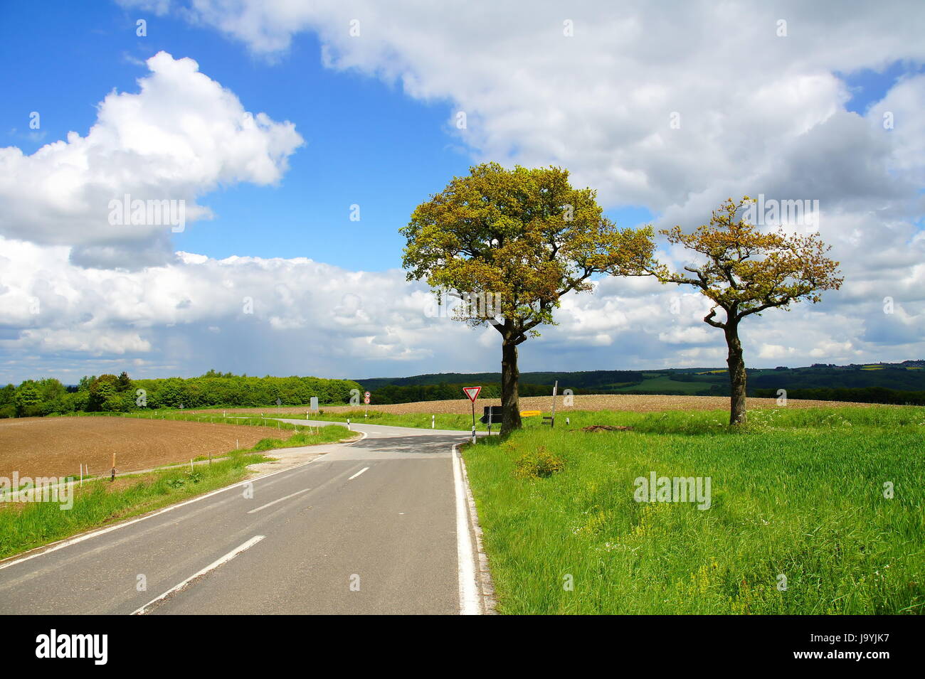 Oak trees on road hi-res stock photography and images - Alamy