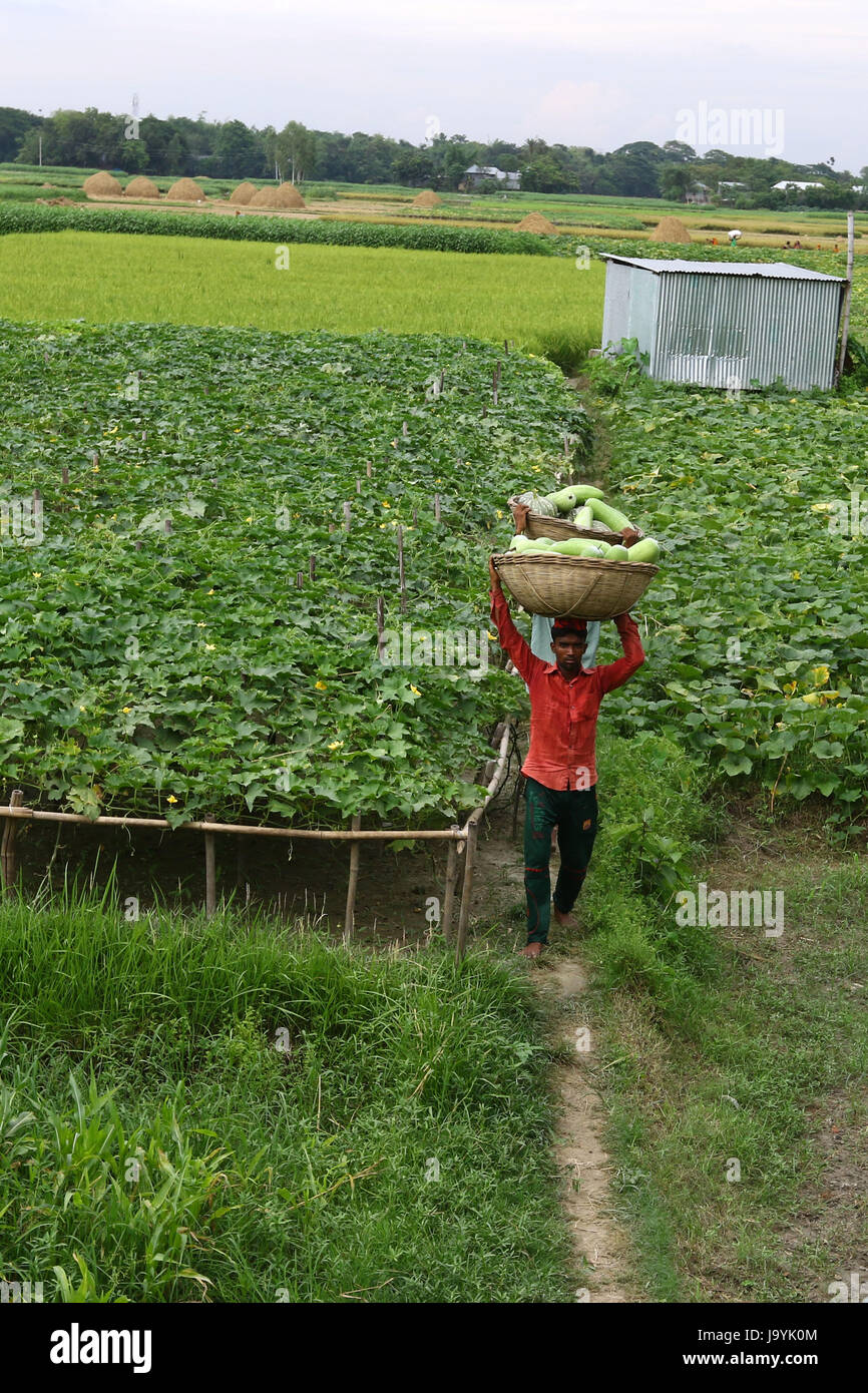 Farmer carry baskets on head of vegetable in Dhaka Stock Photo - Alamy