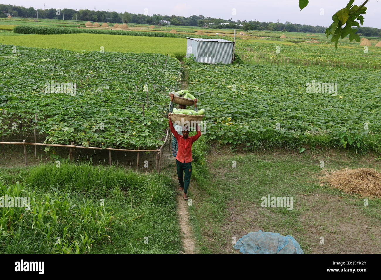 Farmer carry baskets on head of vegetable in Dhaka Stock Photo - Alamy
