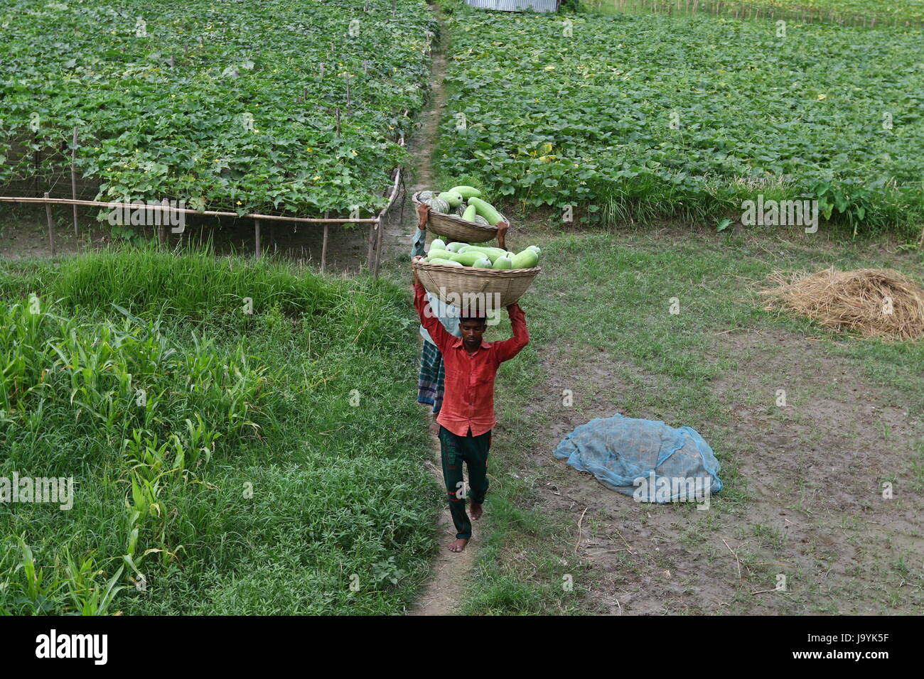 Farmer carry baskets on head of vegetable in Dhaka Stock Photo - Alamy