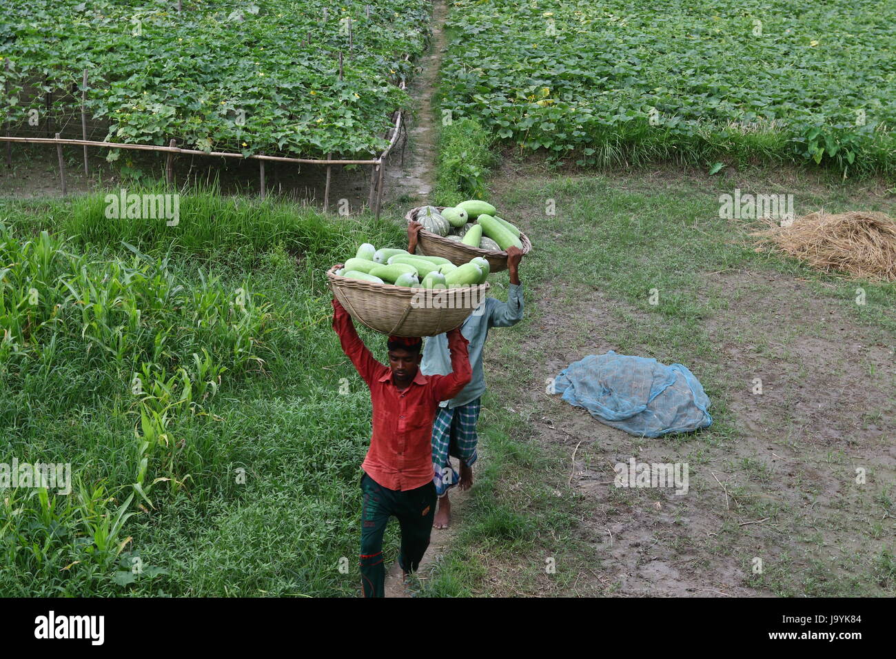 Farmer carry baskets on head of vegetable in Dhaka Stock Photo - Alamy