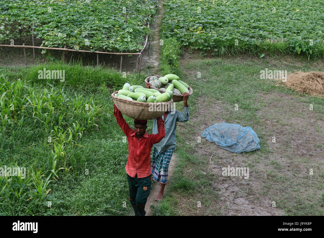 Farmer carry baskets on head of vegetable in Dhaka Stock Photo - Alamy