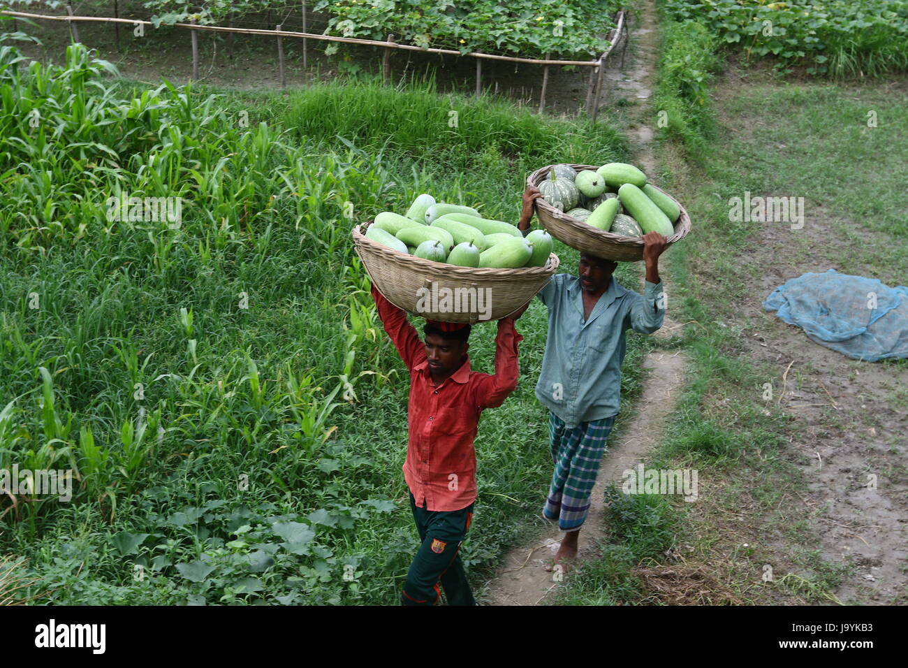 Farmer carry baskets on head of vegetable in Dhaka Stock Photo - Alamy