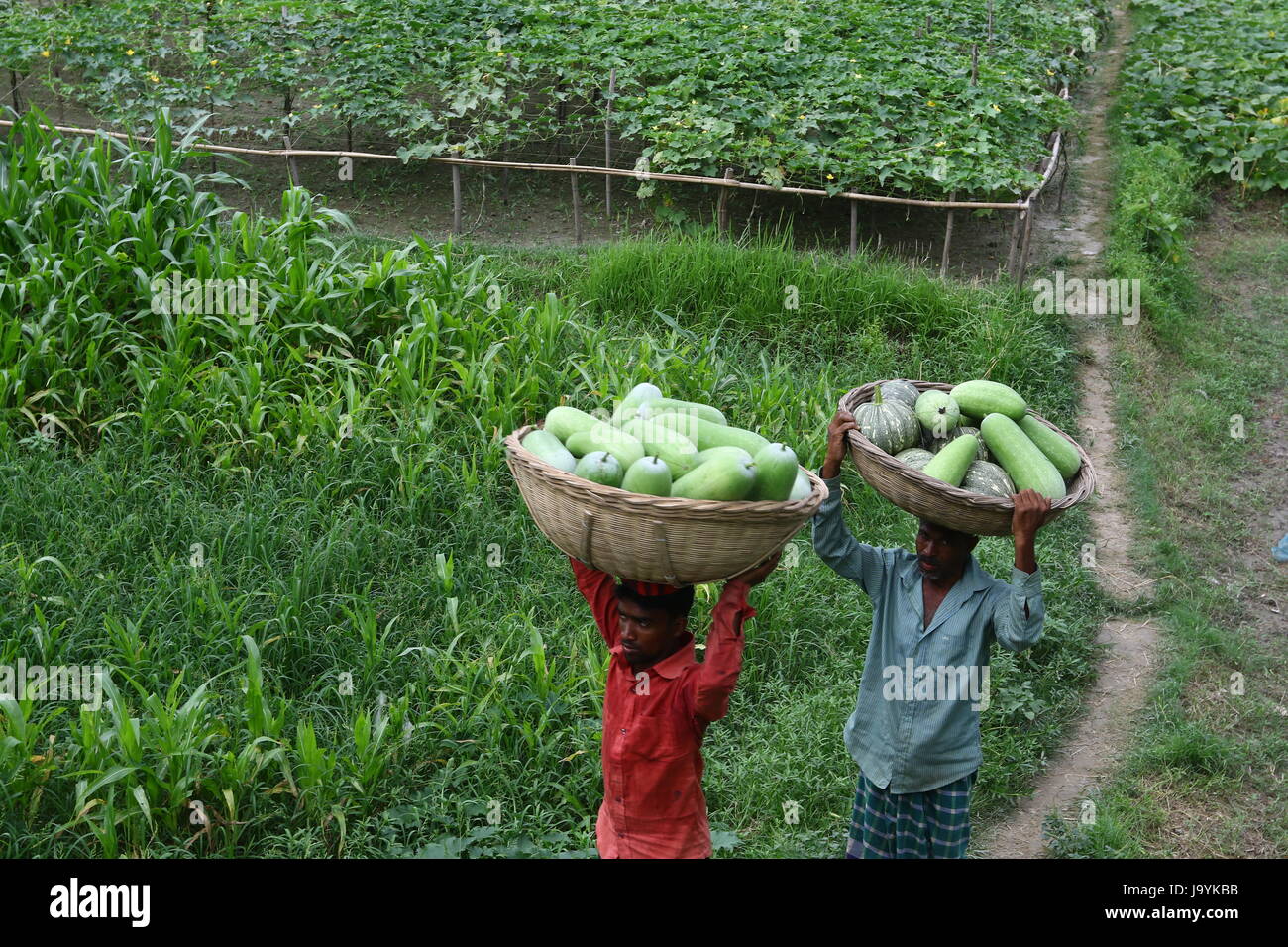 Farmer carry baskets on head of vegetable in Dhaka Stock Photo - Alamy