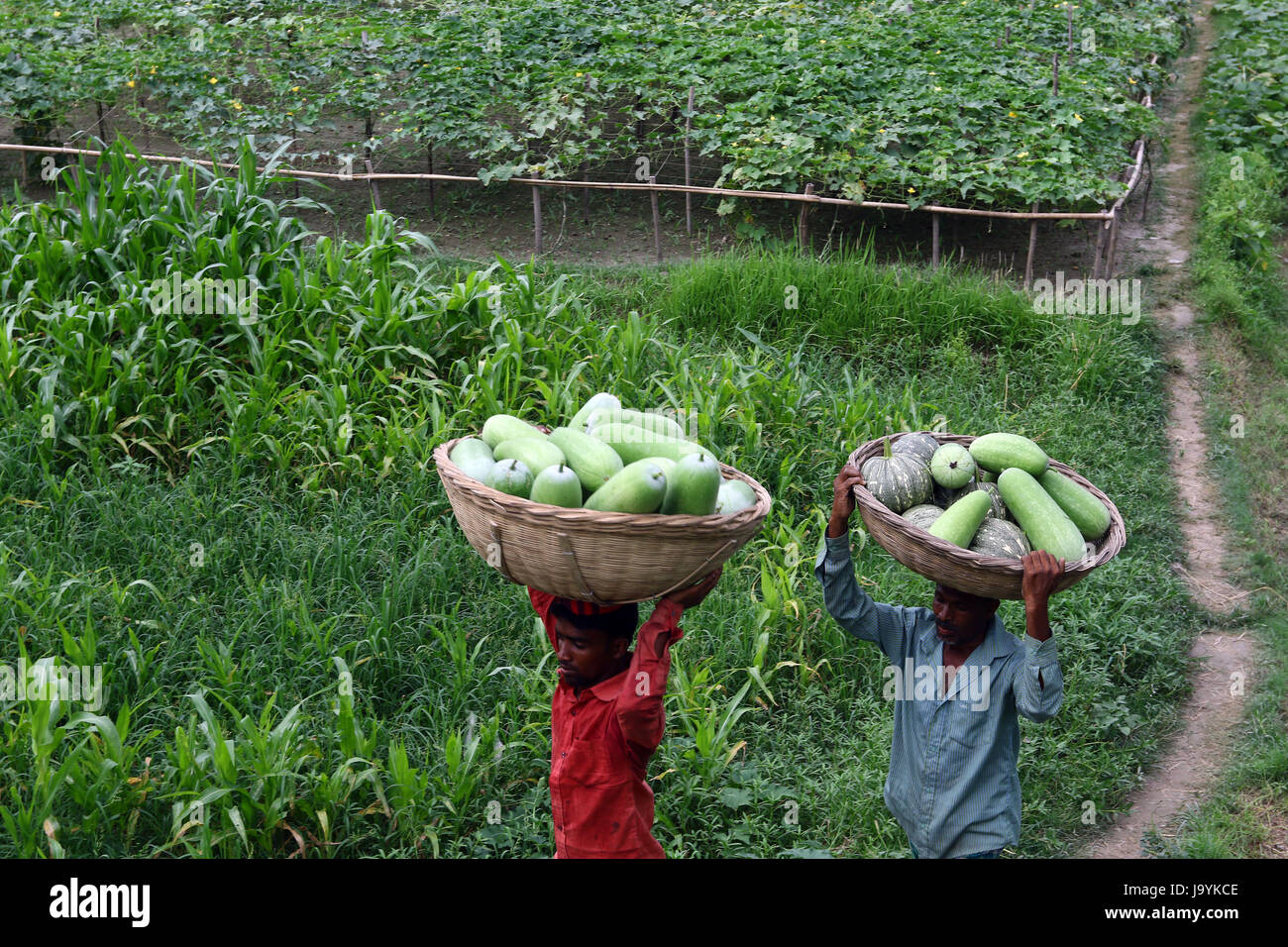 Farmer carry baskets on head of vegetable in Dhaka Stock Photo - Alamy