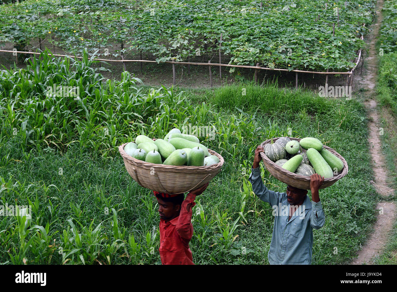 Farmer carry baskets on head of vegetable in Dhaka Stock Photo - Alamy