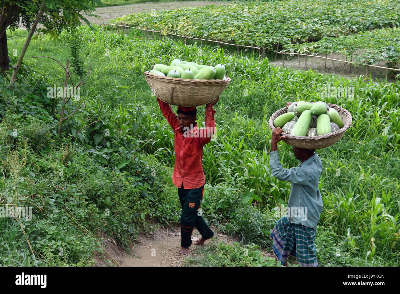 Farmer carry baskets on head of vegetable in Dhaka Stock Photo - Alamy