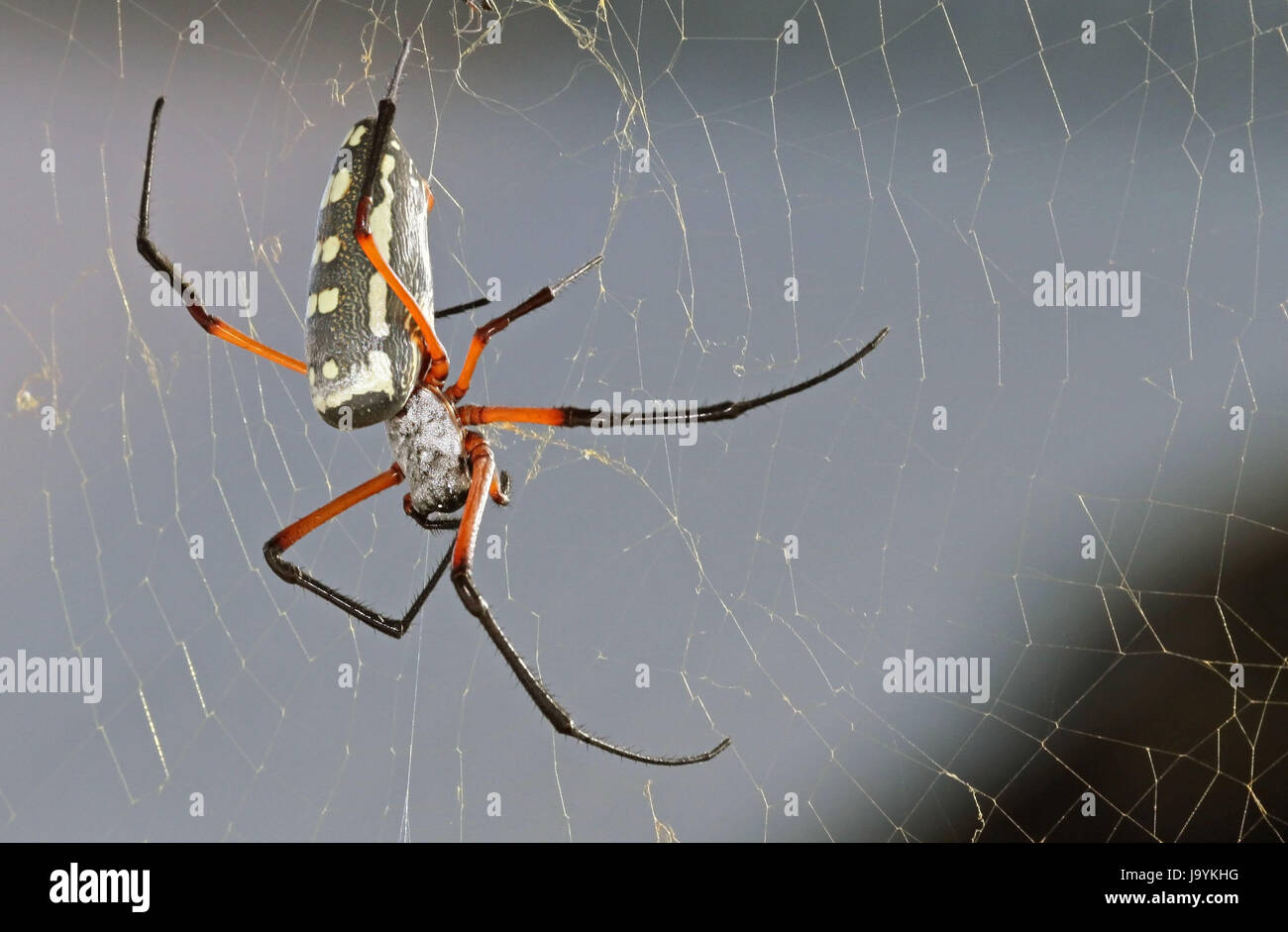 large radnetzspinne (nephila maculata) in the network Stock Photo - Alamy