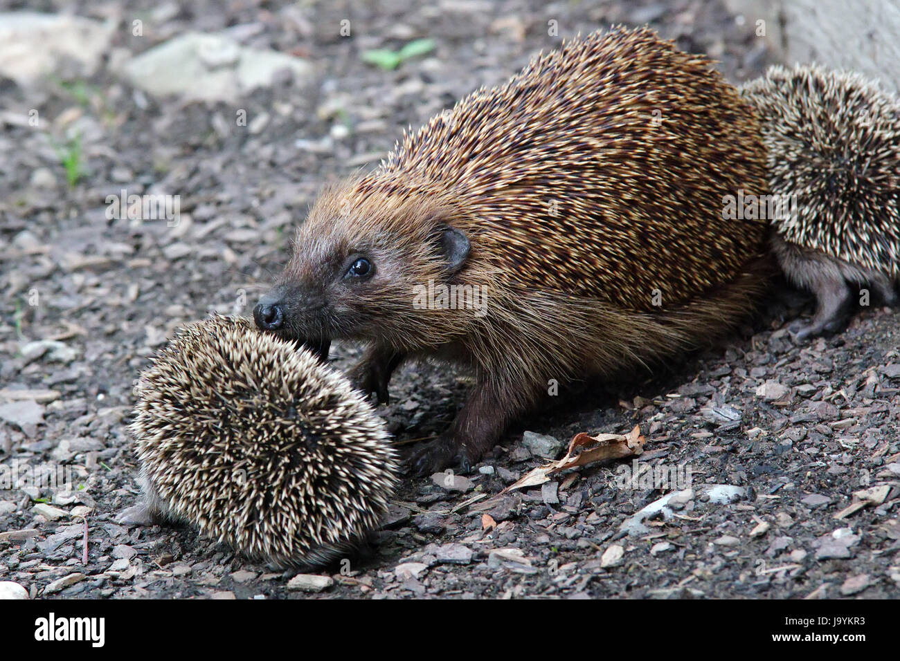 Junge igel hi-res stock photography and images - Alamy