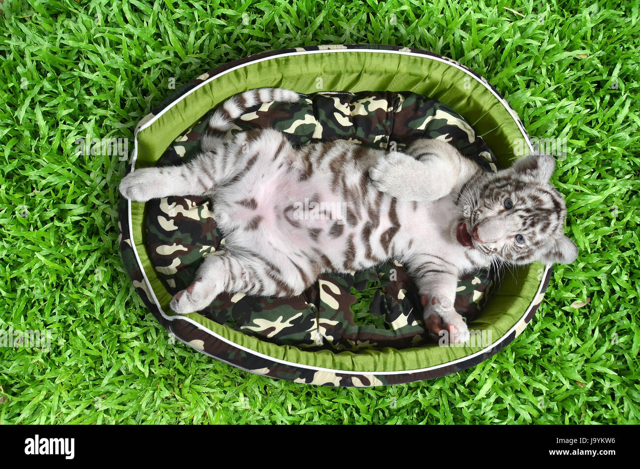 animal, mammal, bed, fauna, wild, black, swarthy, jetblack, deep black ...