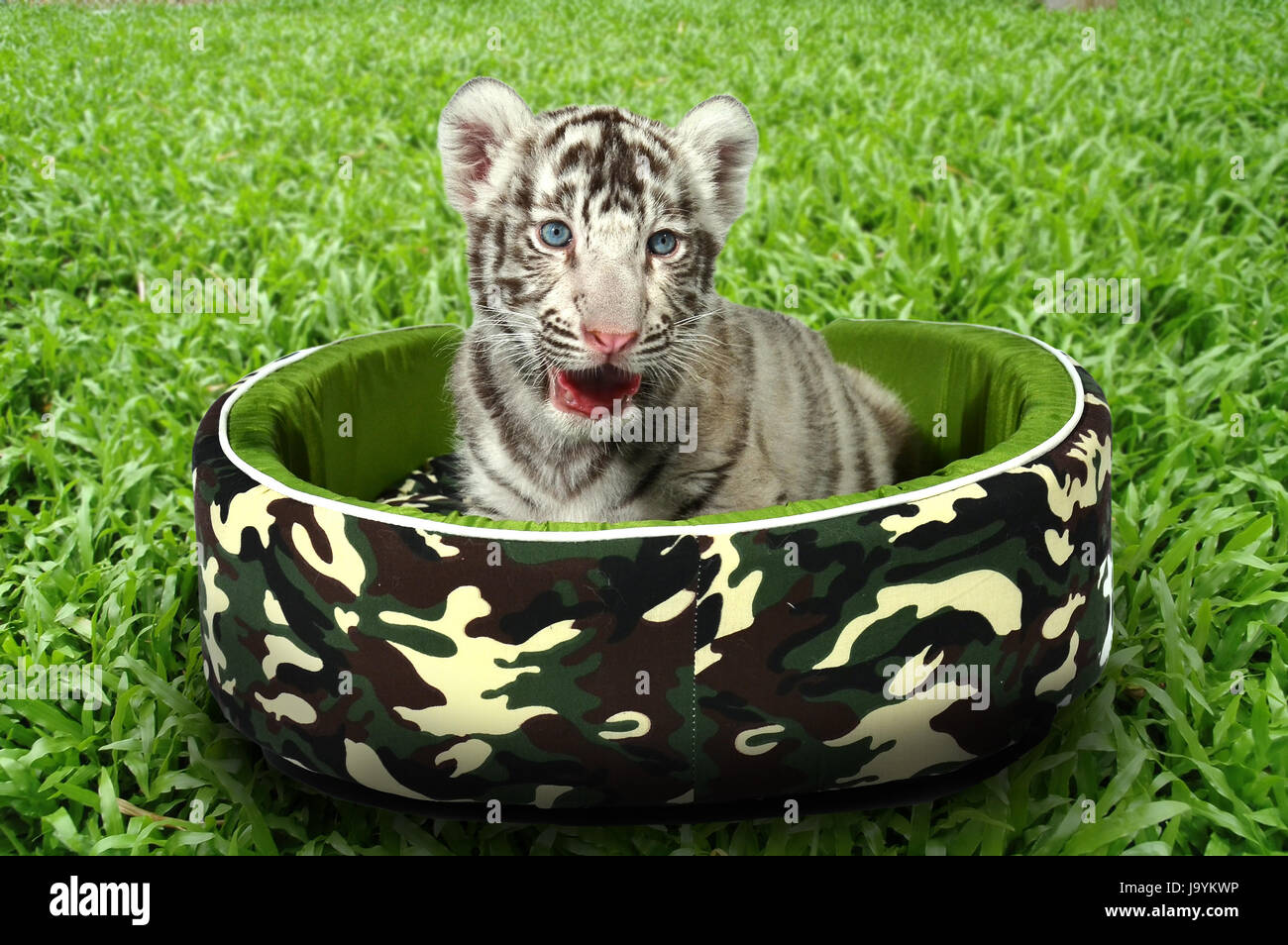 animal, mammal, bed, fauna, wild, black, swarthy, jetblack, deep black ...